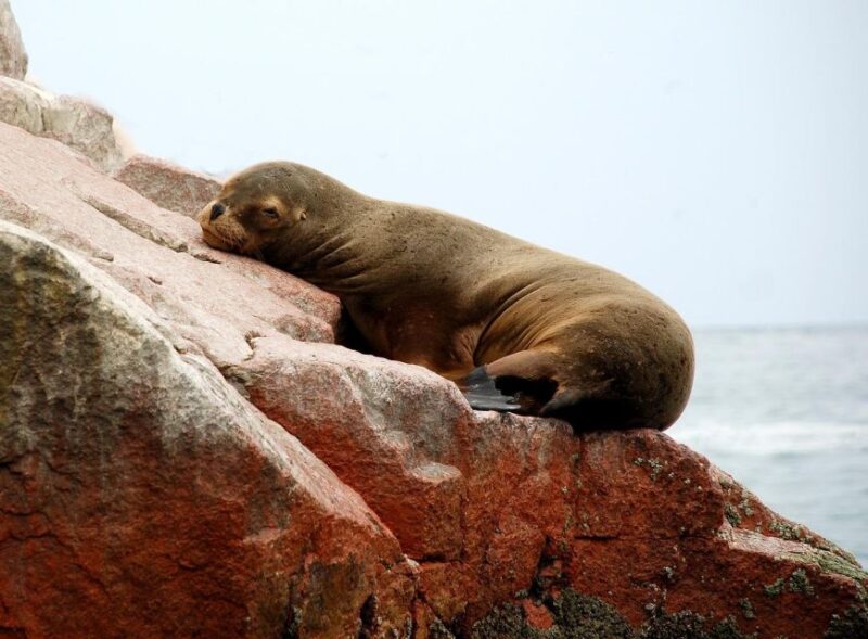 From Paracas: Ballestas Islands tour all Inclusive - Key Points