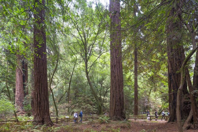 From San Francisco: Muir Woods, Sausalito and Alcatraz Tour - FAQ