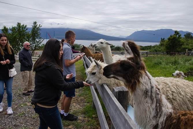 Frutillar, Puerto Varas, and Petrohué Waterfalls Excursion From Puerto Montt - Small-Group and Private Tour Options