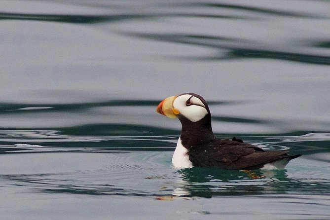 Full-Day Kenai Fjords National Park Cruise - The Cost and Value