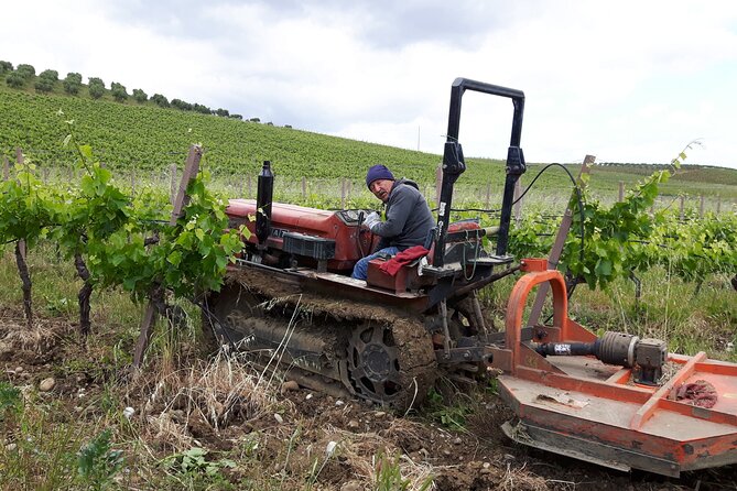 Full-Day Wine Tour in Western Sicily - Exploring the Vineyards