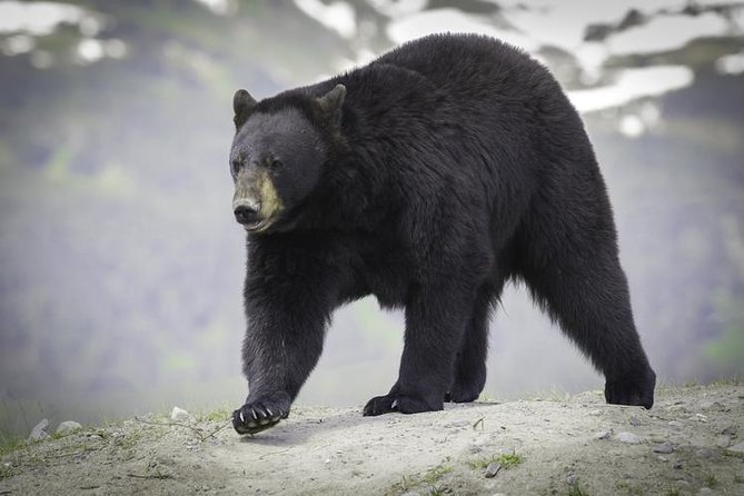 Glacier & Wildlife Discovery Tour - Exceptional Guides and Storytelling