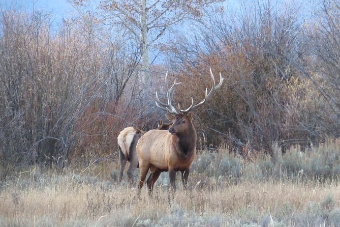 Grand Teton National Park - Full-Day Guided Tour from Jackson Hole - FAQ