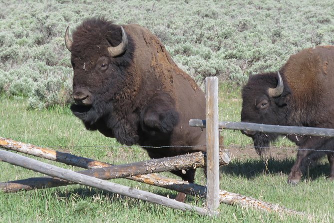 Grand Teton National Park - Sunrise Tour From Jackson Hole - Discovering the Beauty of Jenny Lake