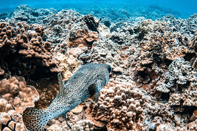 Half-Day Deluxe Molokini Snorkel Excursion in Maui - Customer Experiences and Feedback