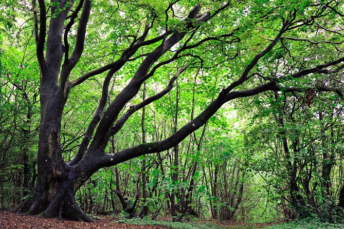 Half-day Forest Bathing and Yoga in Brightons Woodlands - Pricing and Guarantee