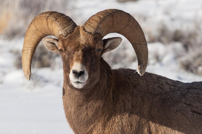Half-Day Grand Teton Wildlife Private Safari Tour - Personal Experience and Small Group Benefits