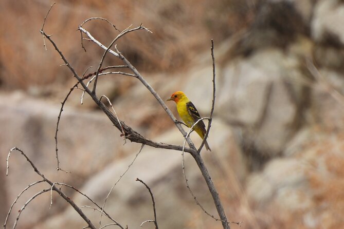 Half-Day Guided Hike in Joshua Tree National Park - Customizing the Hike to Suit Your Needs