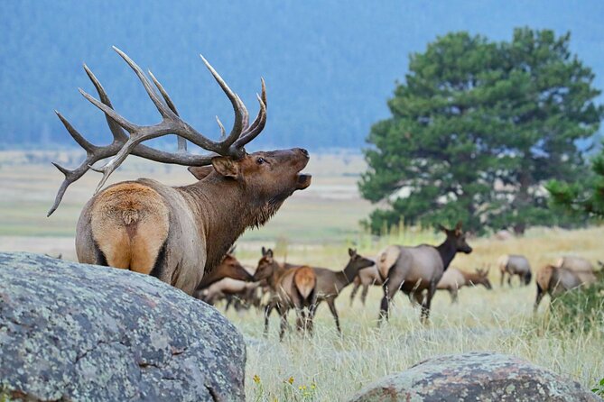 Half-Day Rocky Mountain National Park Mountains to Sky Tour - RMNPhotographer - Booking Information and Cancellation Policy