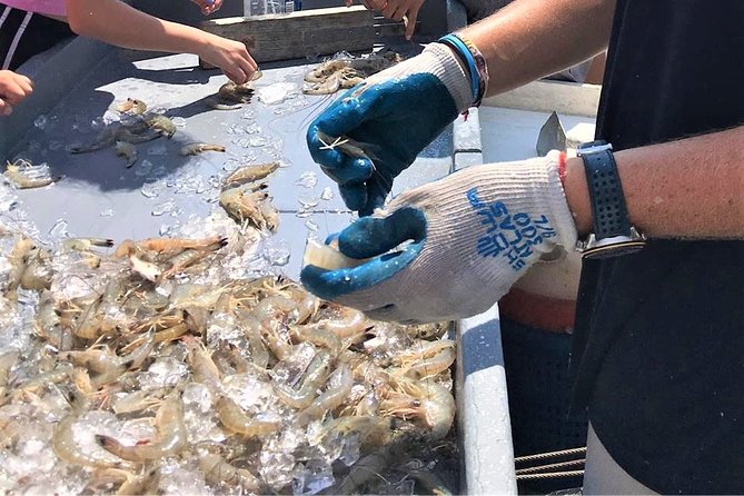 Hilton Head Shrimp Trawling Boat Cruise - Who Will Love This Tour?