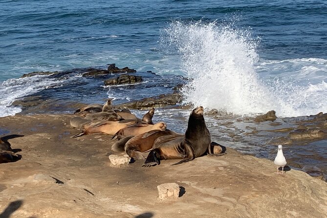 Historic La Jolla Walking Tour - Architectural Gems and Fun Facts
