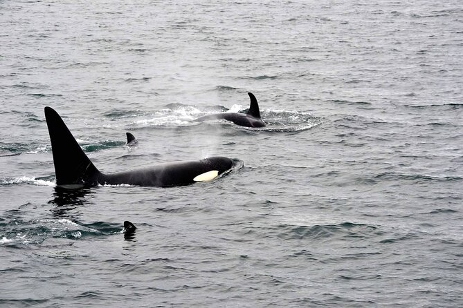 Icy Strait Whale & Wildlife Endeavor - Tips for an Unforgettable Experience