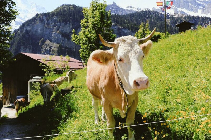 Interlaken: Capture the Most Photogenic Spots With a Local - Since You Asked