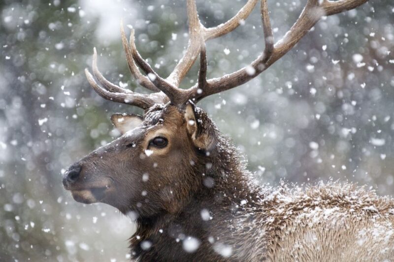 Jackson: 4-Day Grand Teton & Yellowstone Winter Tour - Authentic Experiences and Real Traveler Feedback