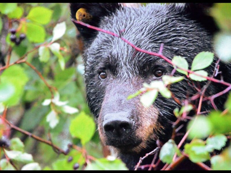 Jackson: Grand Teton National Park Guided Wildlife Tour - FAQs