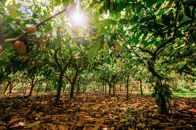 Kauai Chocolate Farm Tasting Tour - Reservation and Cancellation Policies