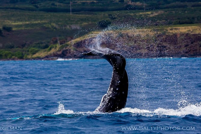 Kauais Ultimate South Side Whale & Dolphin Zodiac Boat Adventure - Positive Customer Feedback