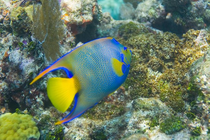 Key Largo Snorkeling Tour - Rental Mask, Fins and Vest INCLUDED - Booking and Cancellation Policy