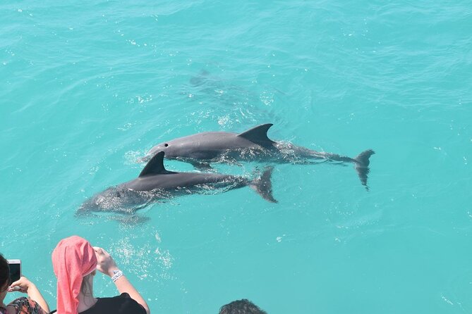 Key West Dolphin and Snorkel Experience - Tips for a Memorable Experience