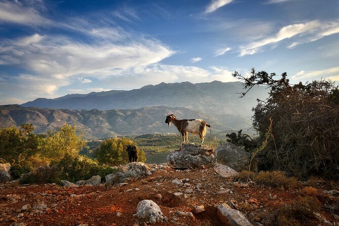Knossos & Lasithi Plateau: Villages, Olive Oil Tour From Elounda - The Knossos Palace and Lasithi Plateau Experience
