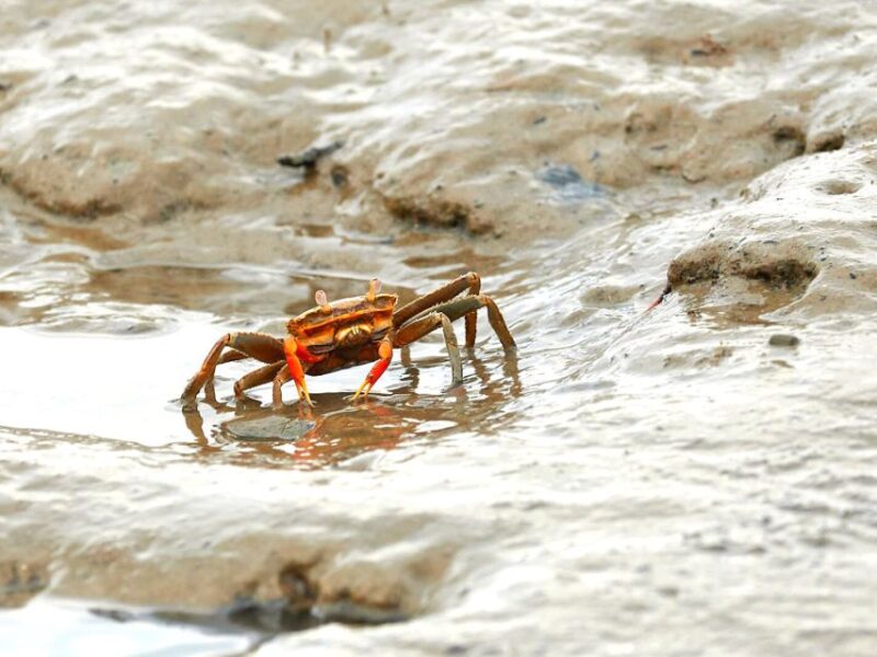 Ko Lanta: Mangrove Forest Boat Tour with Lunch or Dinner - The Experience in a Nutshell