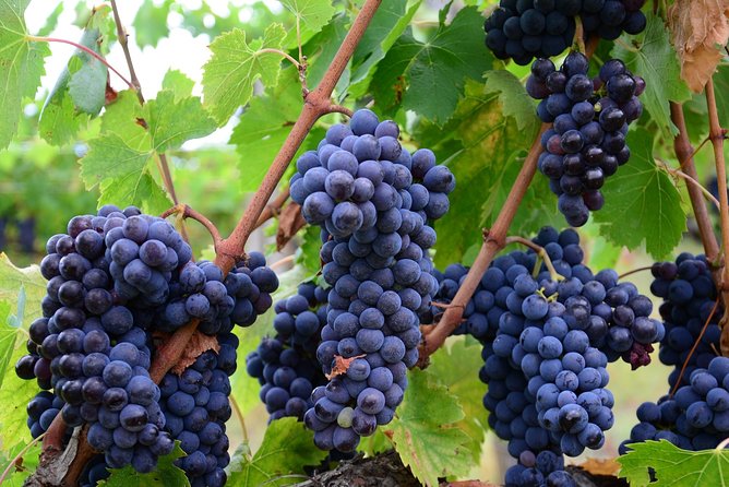 Langhe (Piedmont): Wine Tasting Experience - Customer Reviews and Feedback