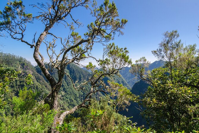Levada Walk From Ribeiro Frio to Portela - Exploring the Laurel Forest