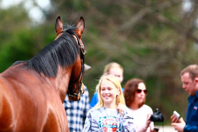 Lexington: Thoroughbred Horse Farm Tour and Scenic Bluegrass - Authentic Experiences and Guest Feedback