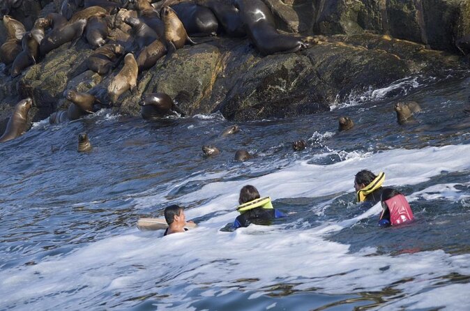 Lima Peru Sea Lions, History and Palomino Callao Islands - Marine Life and Conservation Efforts