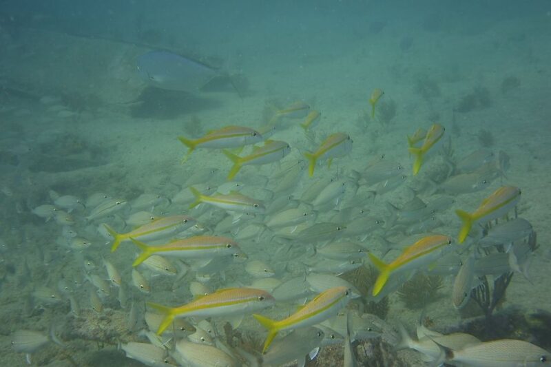 Lower Grand Lagoon: Panama City Beach Guided Snorkeling Tour - FAQ
