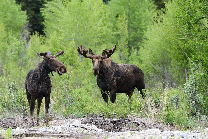 Luxury Private Half-Day Grand Teton National Park Tour - Scenic Locations