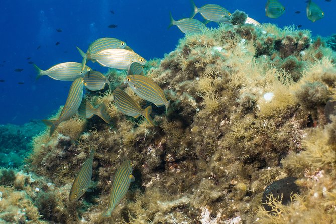 Mallorca: SSI Open Water Diver Course - Tips for Your Diving Experience