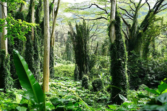 Manoa Waterfall Hike From Waikiki With Healthy Lunch Included - Cancellation Policy and Health Considerations