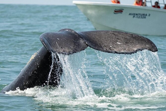 Marine Tour Combo Marino Ballena National Park - Accessibility and Mobility Considerations