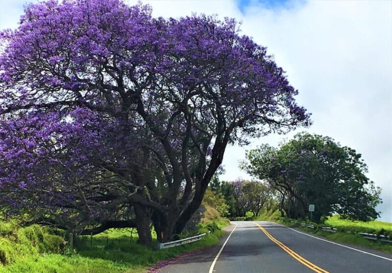 Maui: Custom Elite Tour with Escalade & Meals - What Past Travelers Say
