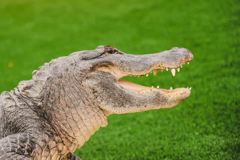 Miami: Wild Everglades Airboat Ride and Gator Encounters - What Makes This Tour Stand Out