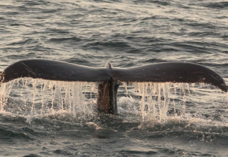 Monterey: Whale Watching Tour with A Marine Guide - FAQs