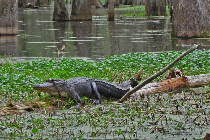 New Orleans City/Cemetery and Swamp Full-Day Tour - Areas for Improvement