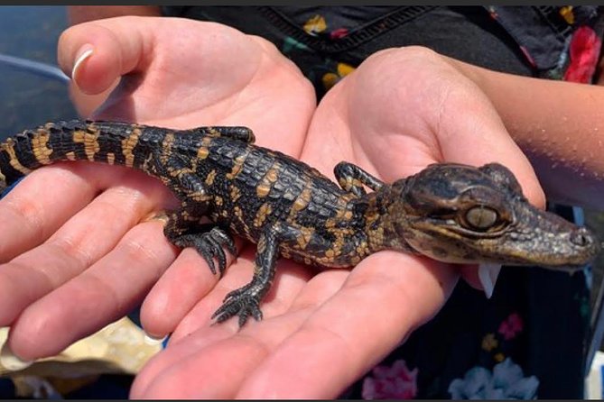 New Orleans Large Airboat Swamp Tour - Wildlife Encounters
