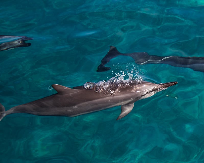 Oahu: Dolphin Watching & Turtle Snorkeling with Waterslide - Who Is This Tour Best For?