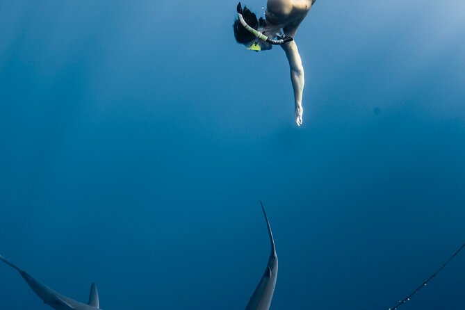 Oahu Open Water Shark Diving Experience - What to Expect During the Dive