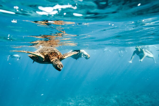 Oahu Swimming With Dolphins Speedboat Adventure - Lunch and Refreshments Onboard