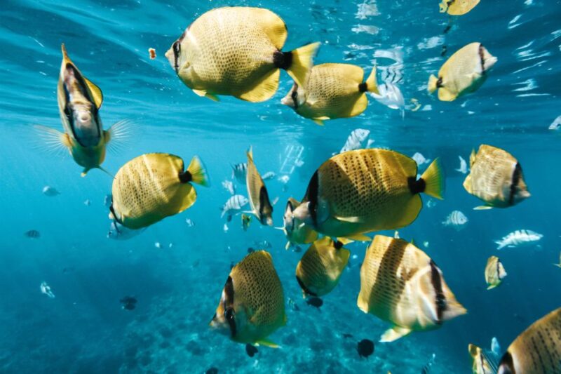 Oahu: Waikiki Turtle Snorkeling Adventure - The Sum Up