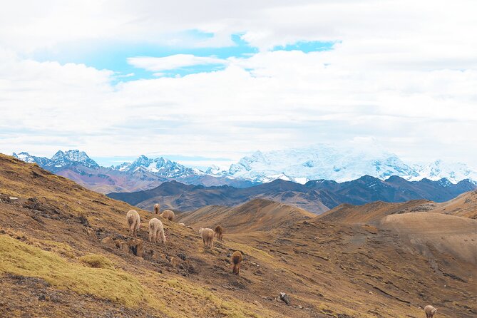 Palccoyo Rainbow Mountain Tour - Full Day Tour (Group Service) - Customer Reviews and Ratings