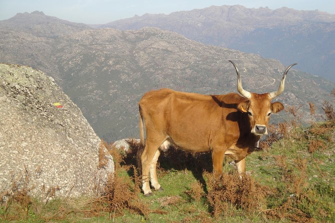 Peneda-Gerês National Park - Nature & Tastings - - Wine Tasting at Casa Lata