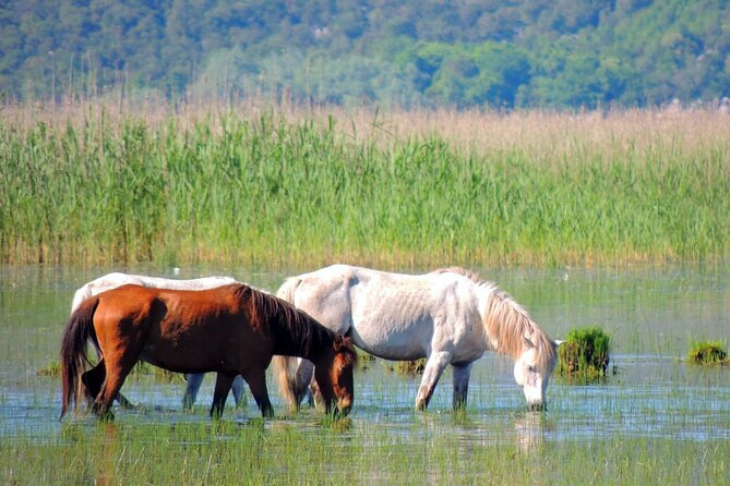 Podgorica Historic, Safari and Winery Tour - Skadar Lake and River Crnojevica - Booking Information and Tips