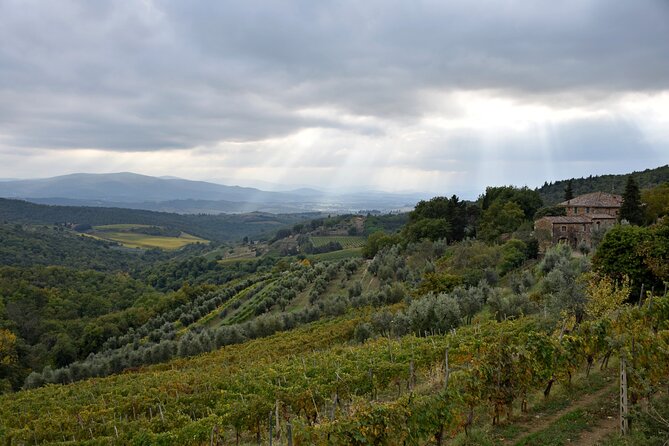 Private Chianti Wine Tour - Guest Feedback and Testimonials