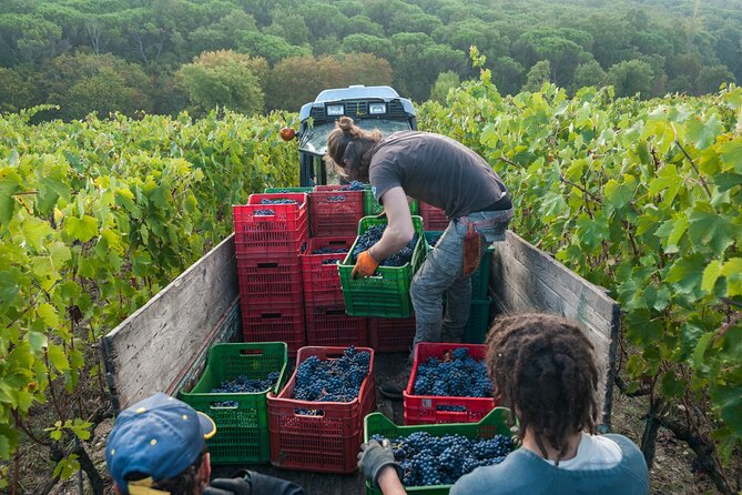 PRIVATE Full-Day Siena and Chianti Classico Wine Experience. - Piazza Del Campo