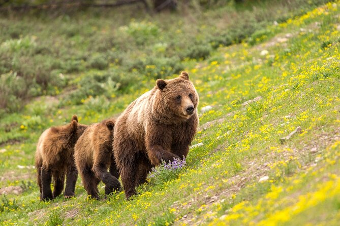 Private Full-Day Yellowstone National Park Tour - Booking Your Private Tour
