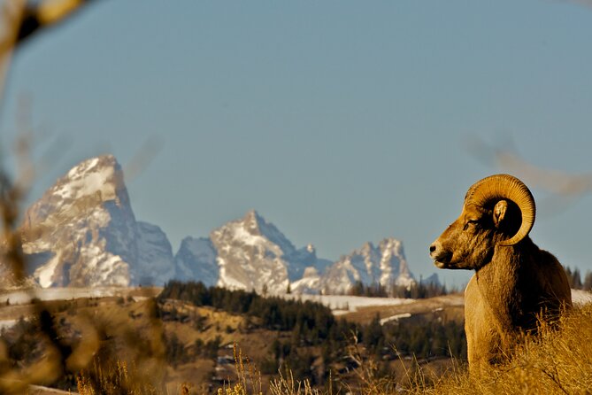 Private Sunset 4-Hour Grand Teton Wildlife Adventure - FAQ